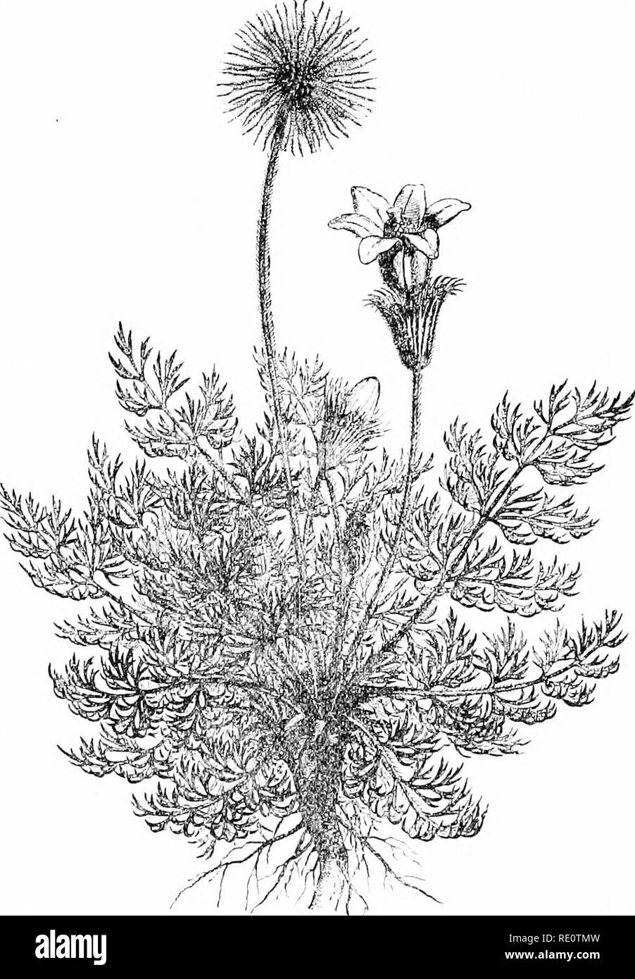 Tall crowfoot Black and White Stock Photos & Images - Alamy
