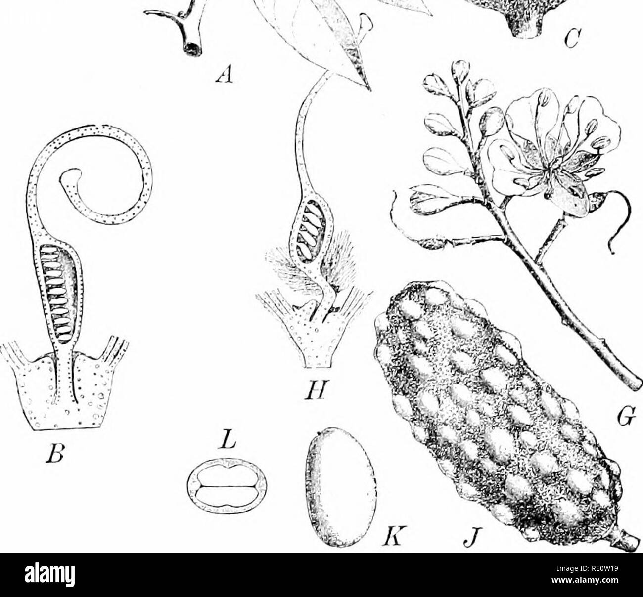 Copal tree hi-res stock photography and images - Alamy