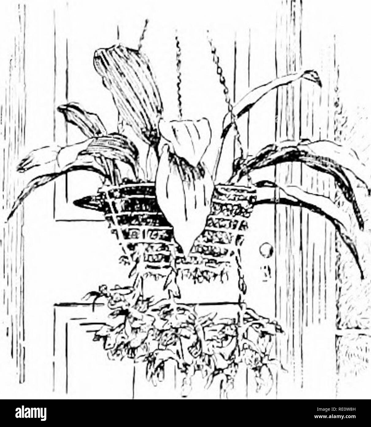 Eeil hi-res stock photography and images - Alamy