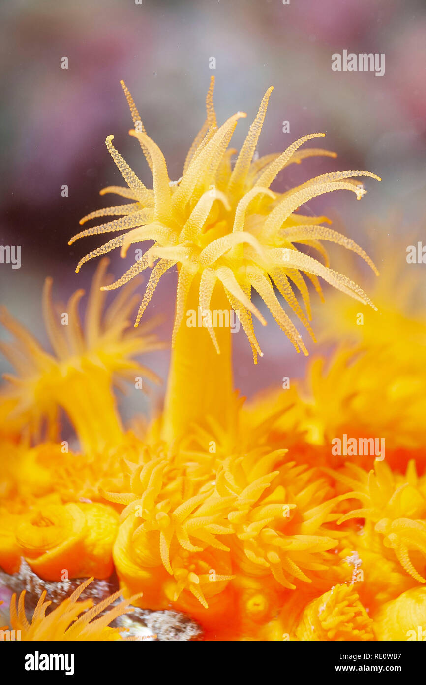 Astroides High Resolution Stock Photography and Images - Alamy