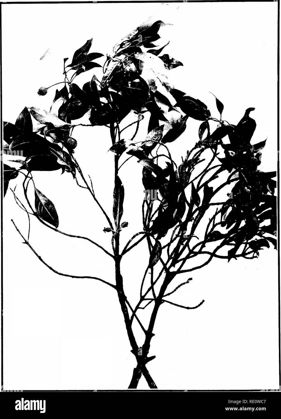 . The indigenous trees of the Hawaiian Islands. Trees. PLATE IM.. BOBEA ...