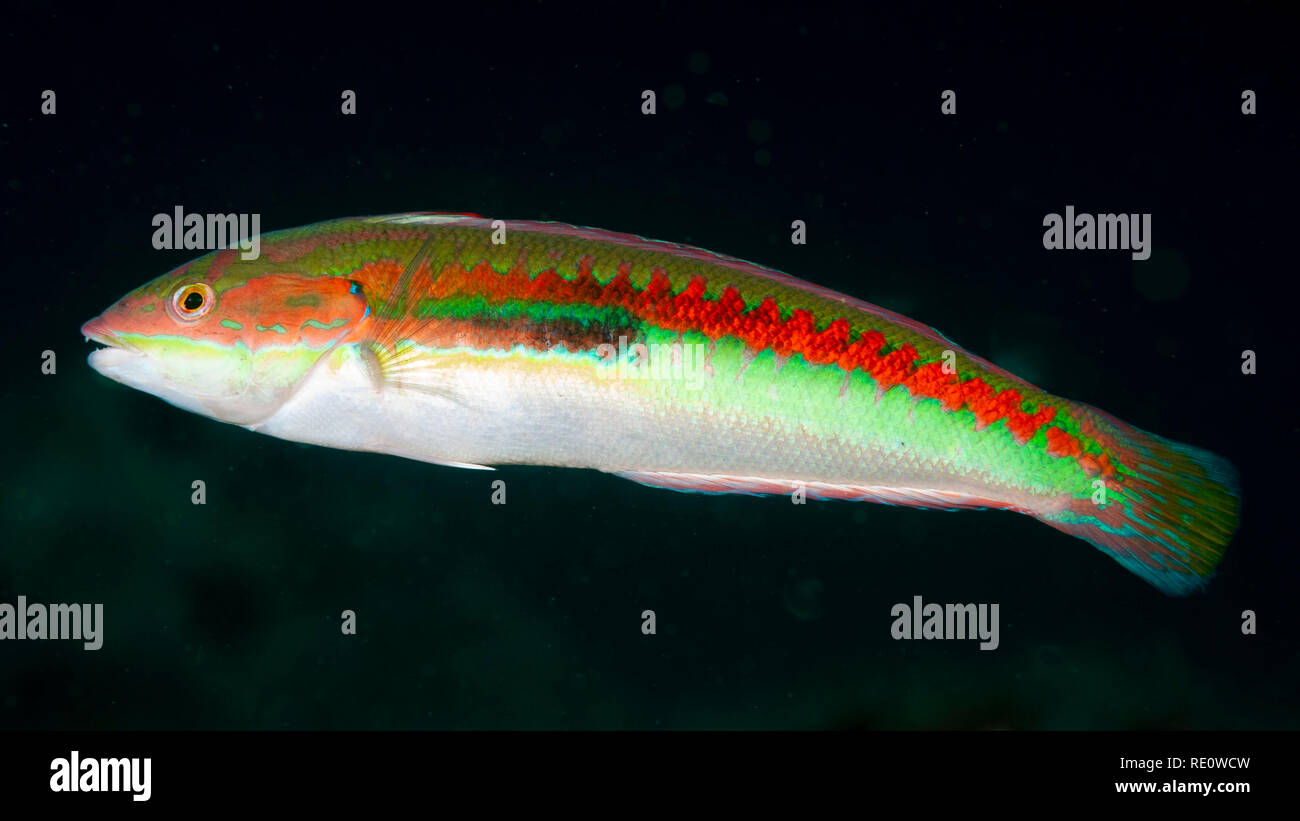 Mediterranean rainbow wrasse (Coris julis) Granada, Spain Stock Photo ...