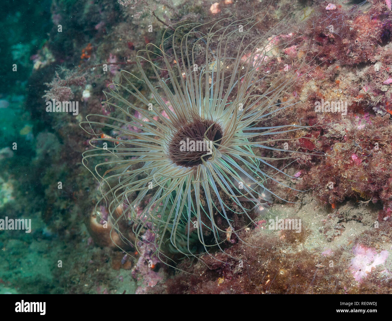 Cerianthus membranaceus hi-res stock photography and images - Alamy