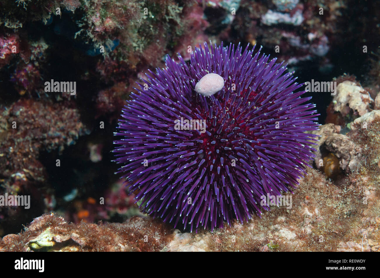 Purple sea urchin (Sphaerechinus granularis) Granada, Spain Stock Photo ...
