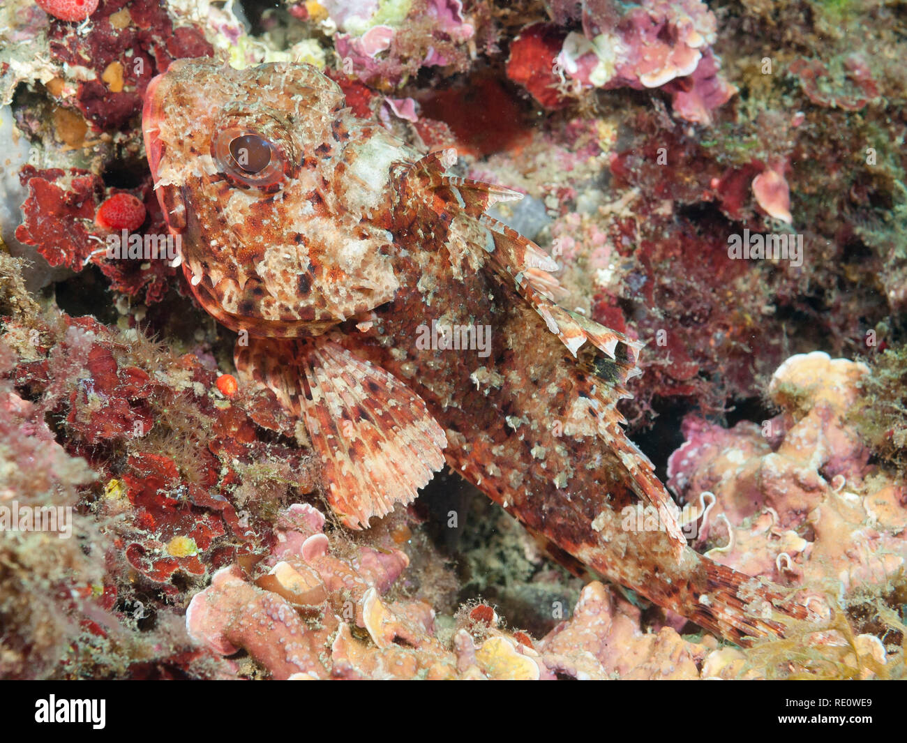 Black scorpionfish hi-res stock photography and images - Alamy