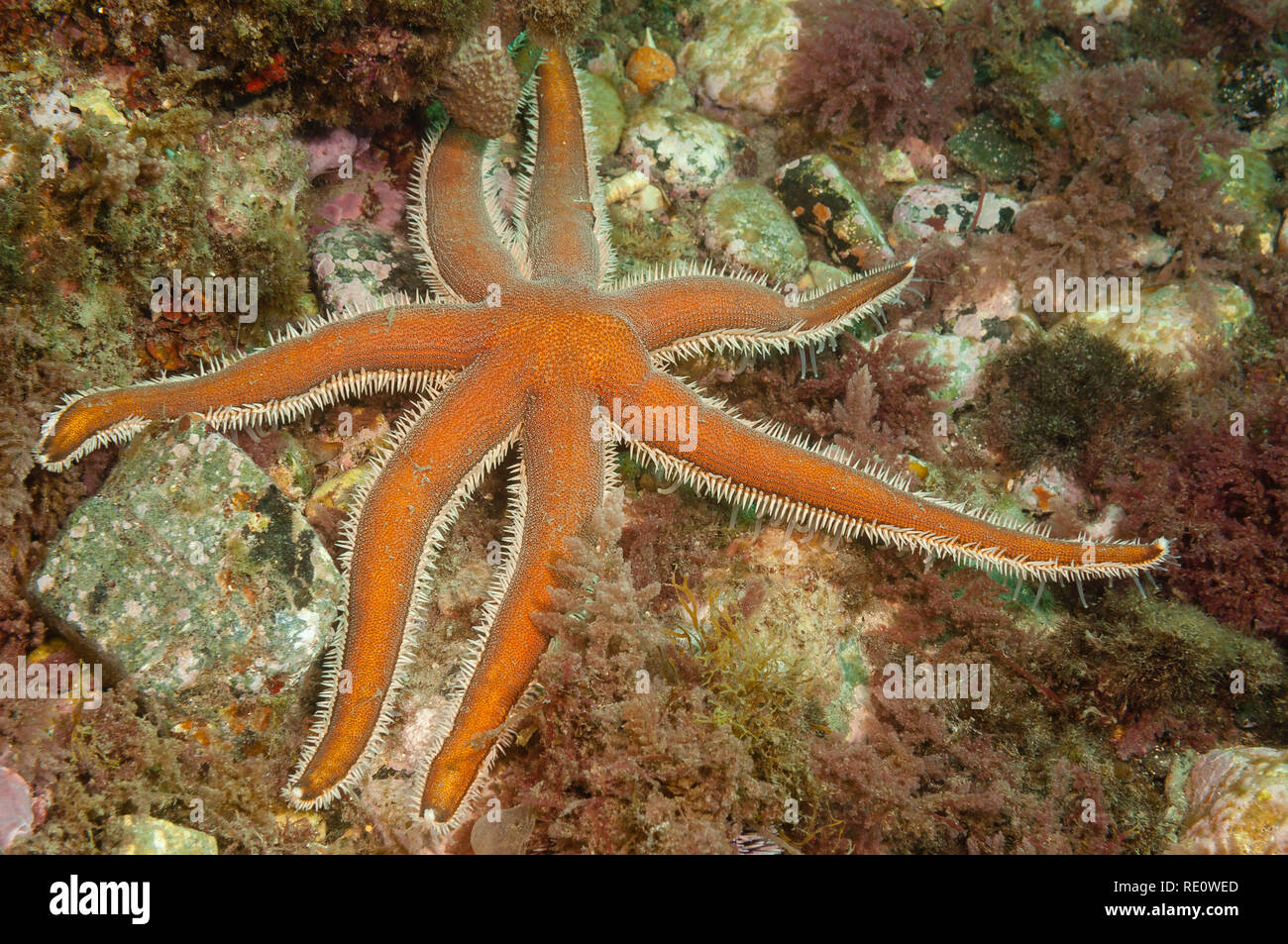 Starfish (Luidia ciliaris) Granada, Spain Stock Photo - Alamy