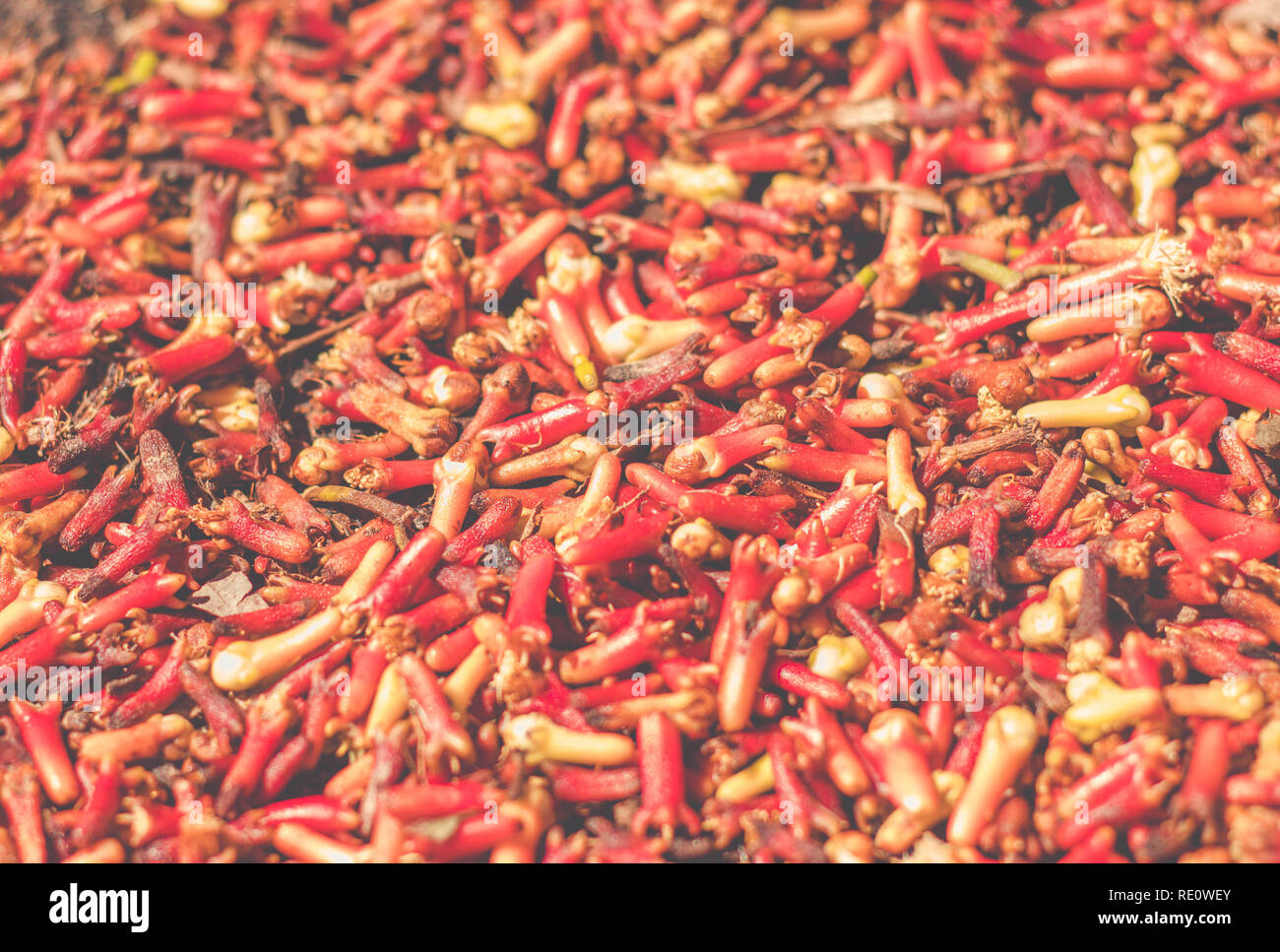 clove spice drying on a small farm. Indian carnation drying. Background ...