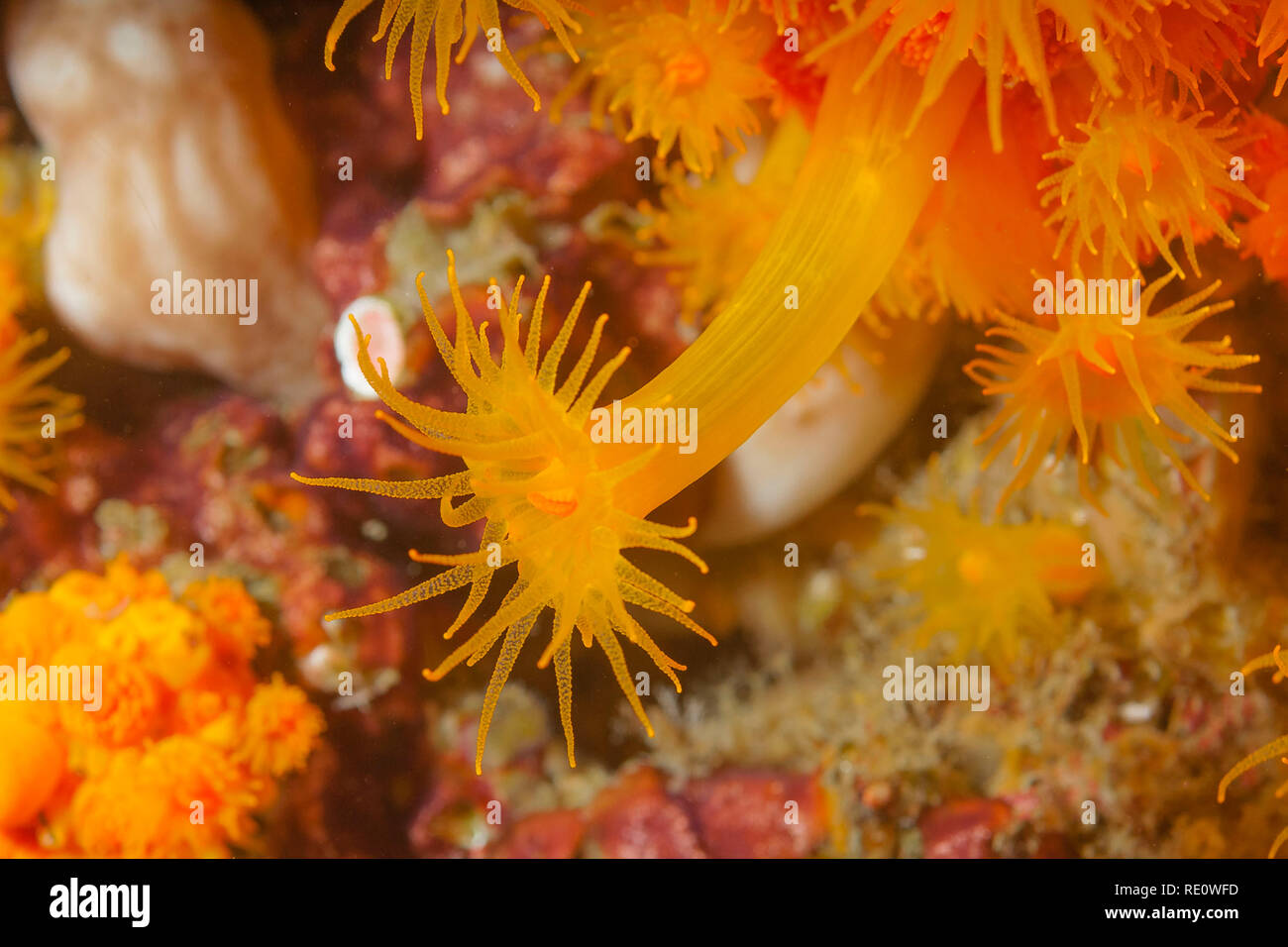 Astroides calycularis. Orange coral Stock Photo - Alamy
