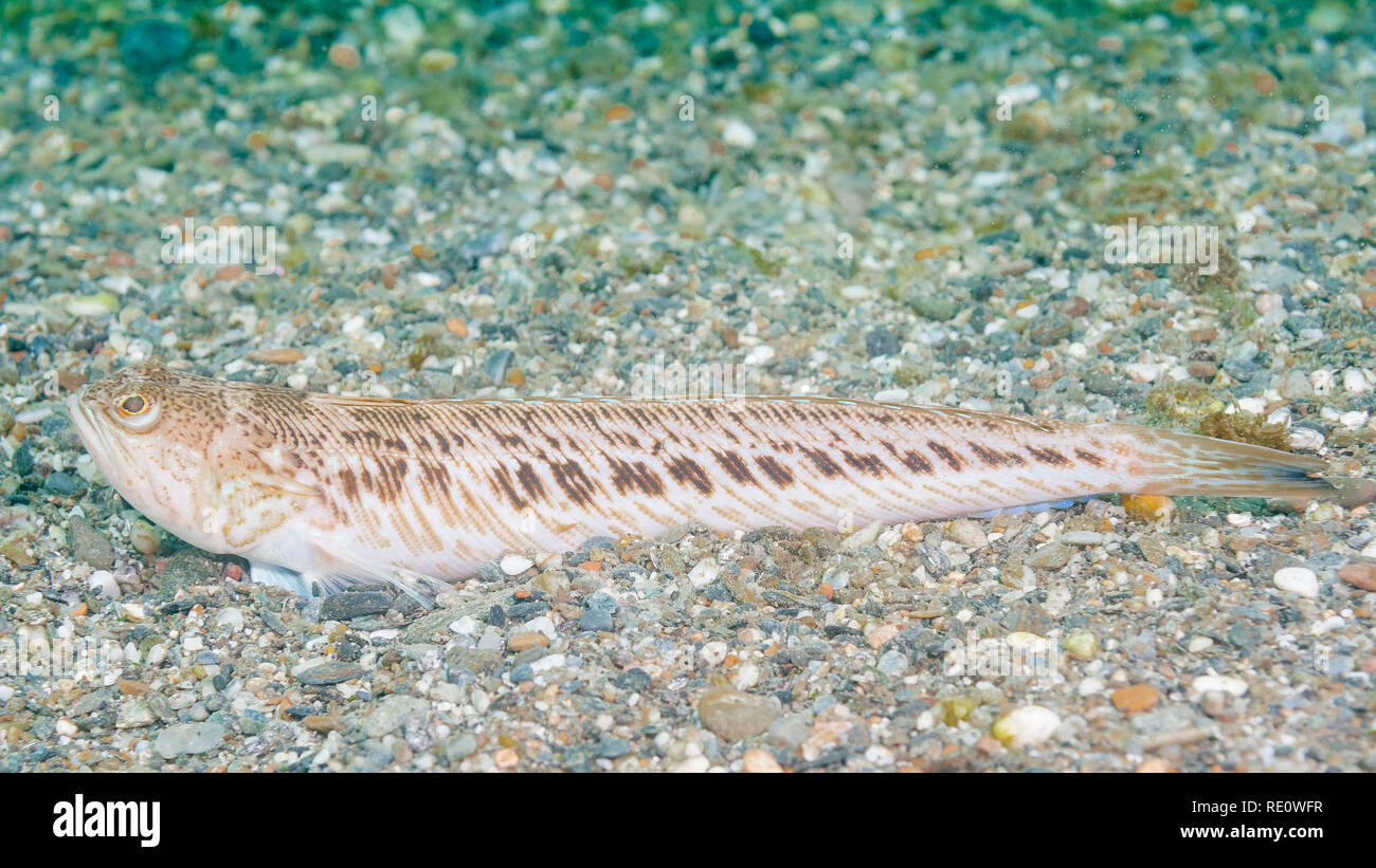 Trachinus draco hi-res stock photography and images - Alamy