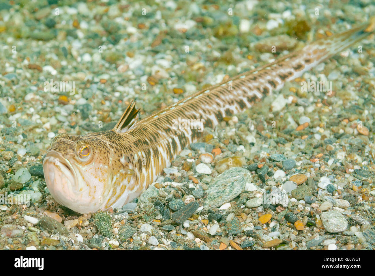 Trachinus draco hi-res stock photography and images - Alamy