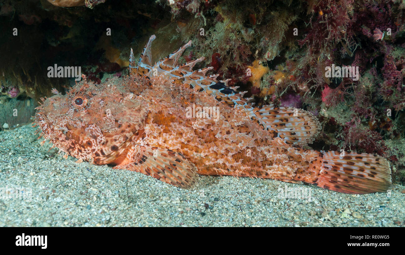 Bigscale scorpionfish scorpaena scrofa hi-res stock photography and ...