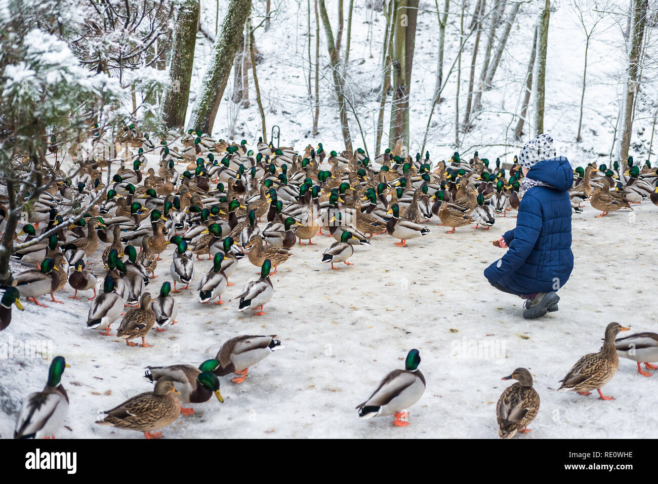 child feeds a huge flock of ducks in the winter day Stock Photo - Alamy