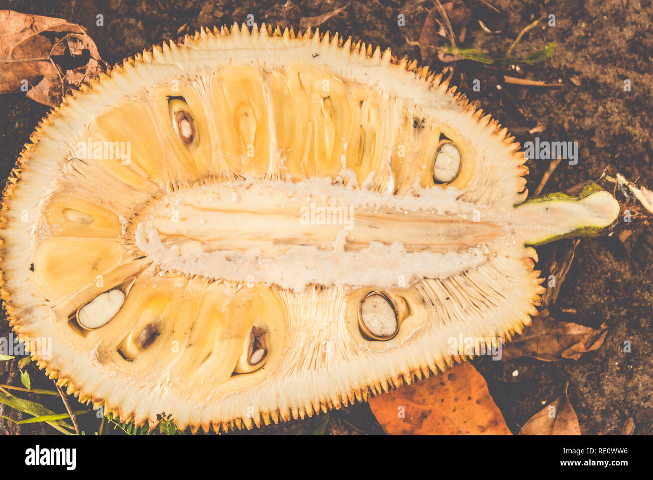 Jackfruit Flesh (Artocarpus heterophyllus )Texture with the sitcky ...