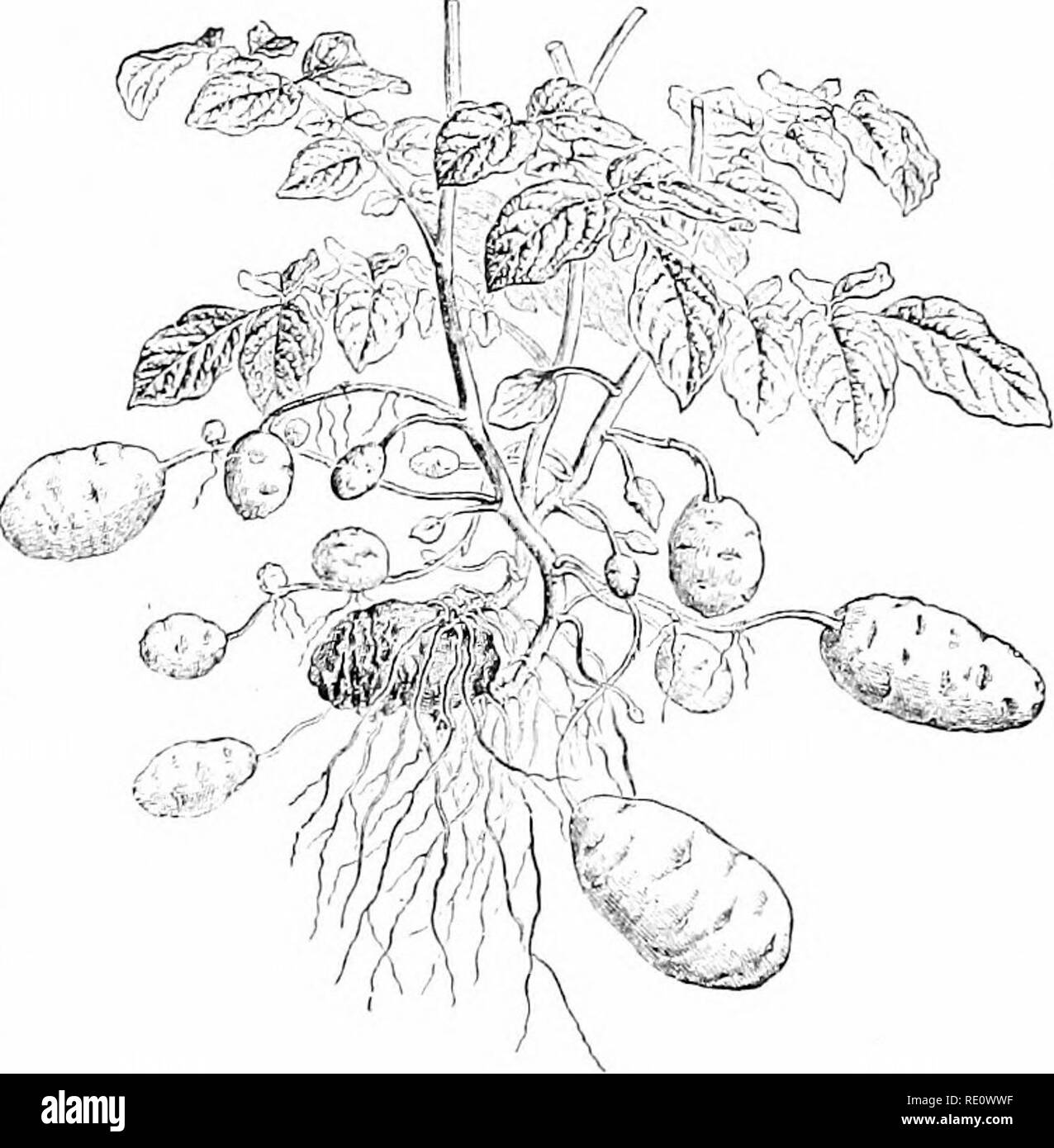 Sweet Potato Plant Clip Art