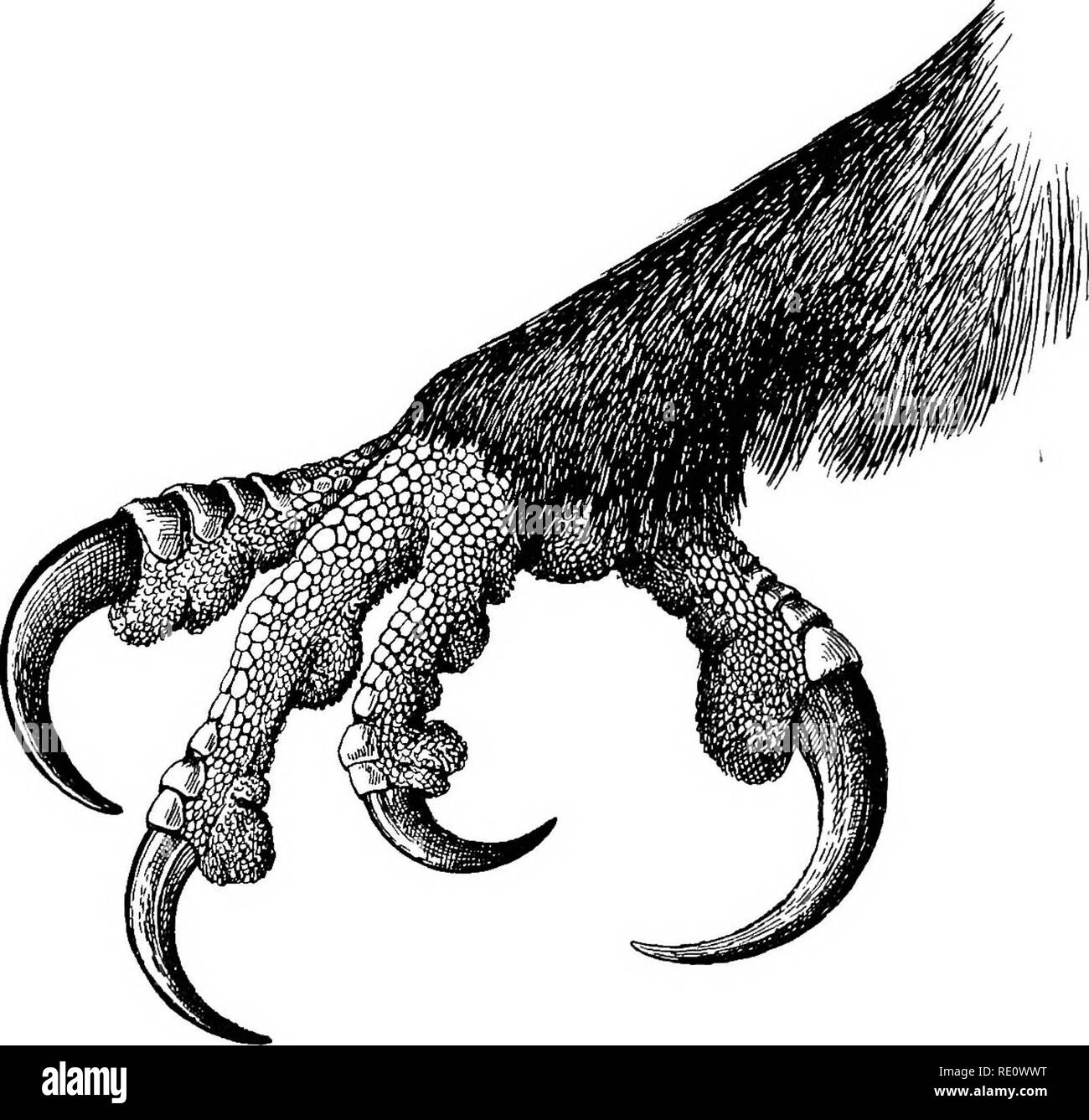 Curved tibia Cut Out Stock Images & Pictures - Alamy