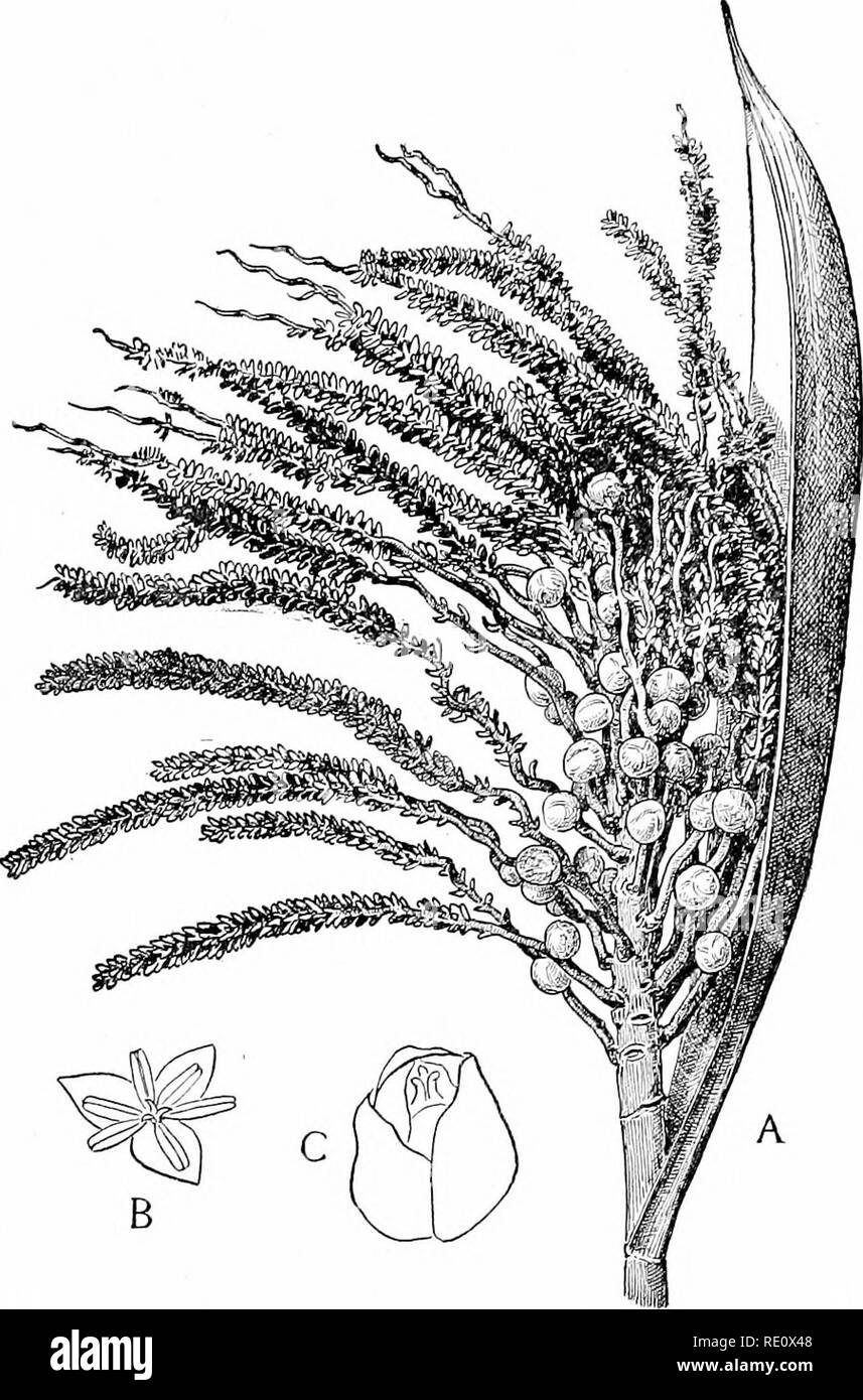 . Plants and their uses; an introduction to botany. Botany; Botany ...