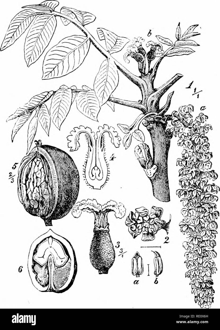 . Plants and their uses; an introduction to botany. Botany; Botany ...