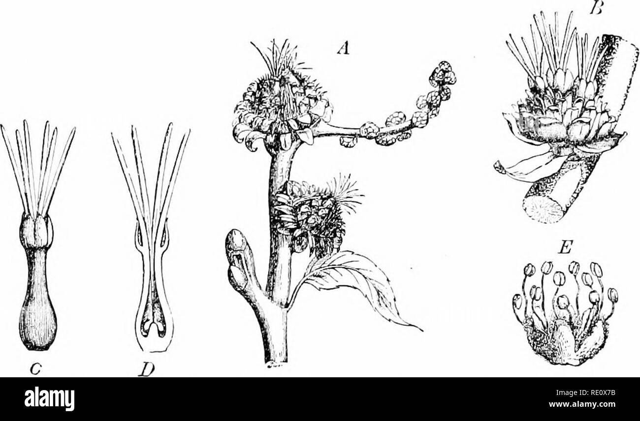 Elongated bell shaped form hi-res stock photography and images - Alamy