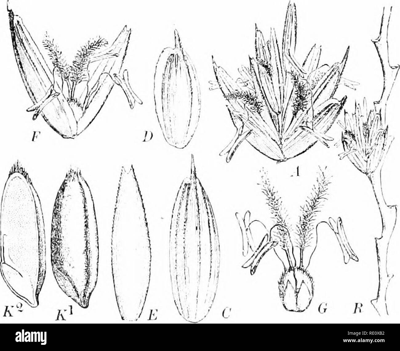 Ancient mexico corn Black and White Stock Photos & Images - Alamy