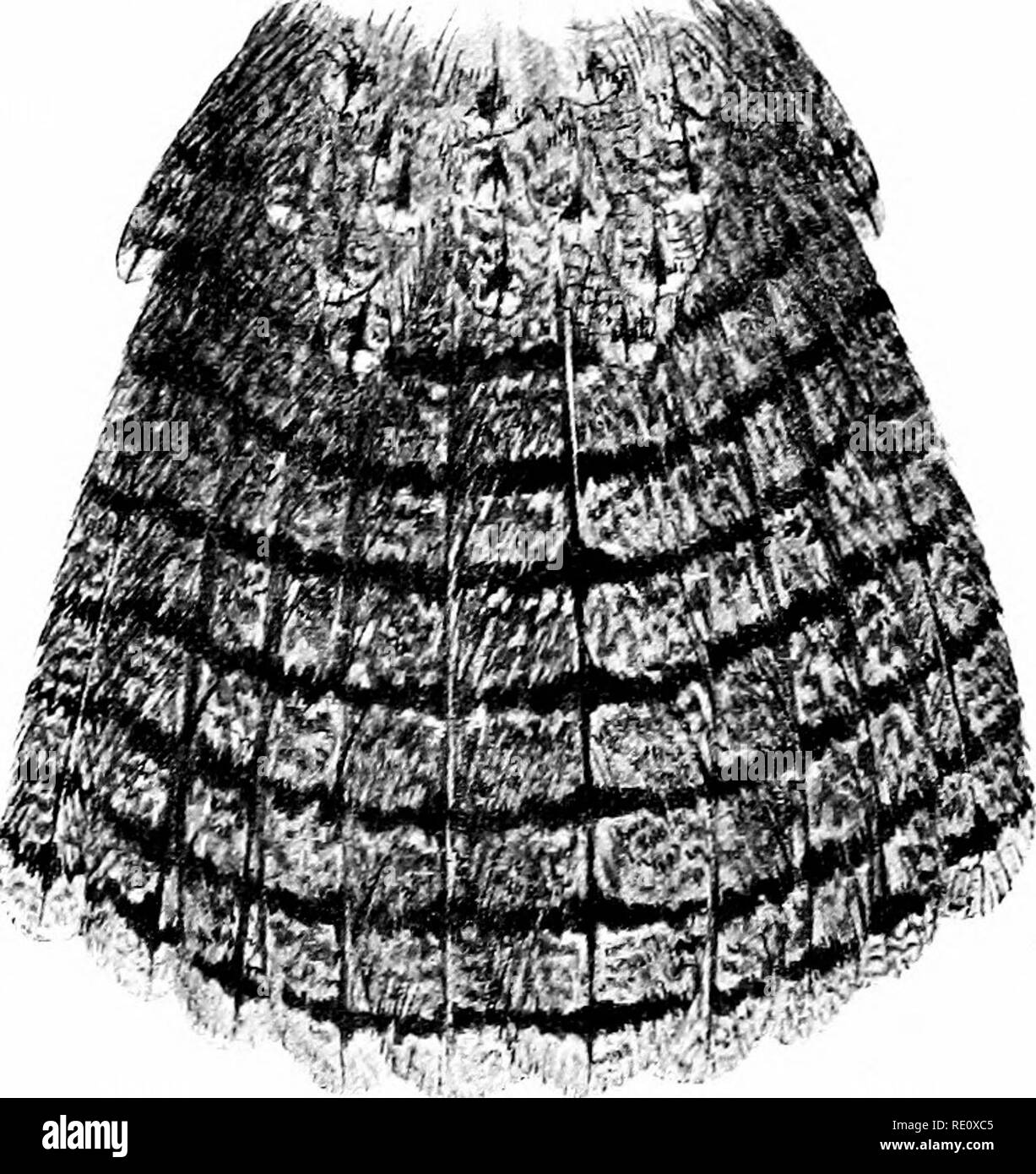 Ethiopian fauna Black and White Stock Photos & Images - Alamy