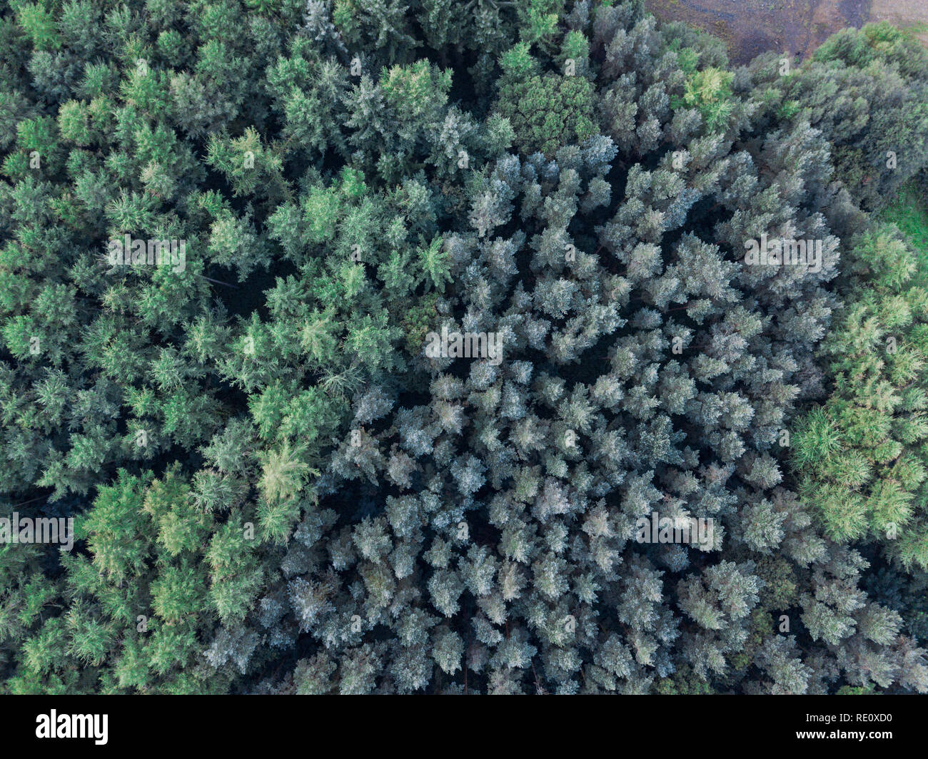 Green Trees from drone above Stock Photo - Alamy