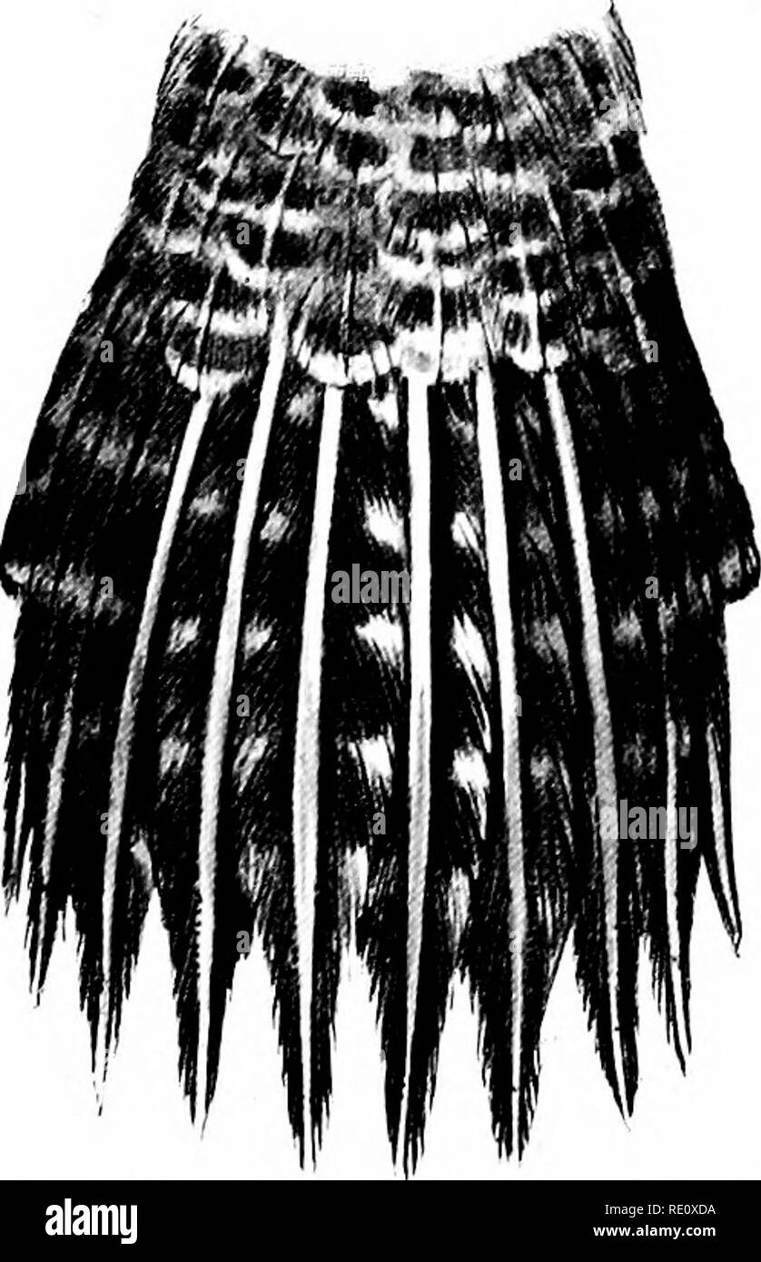 139 species of birds hi-res stock photography and images - Alamy