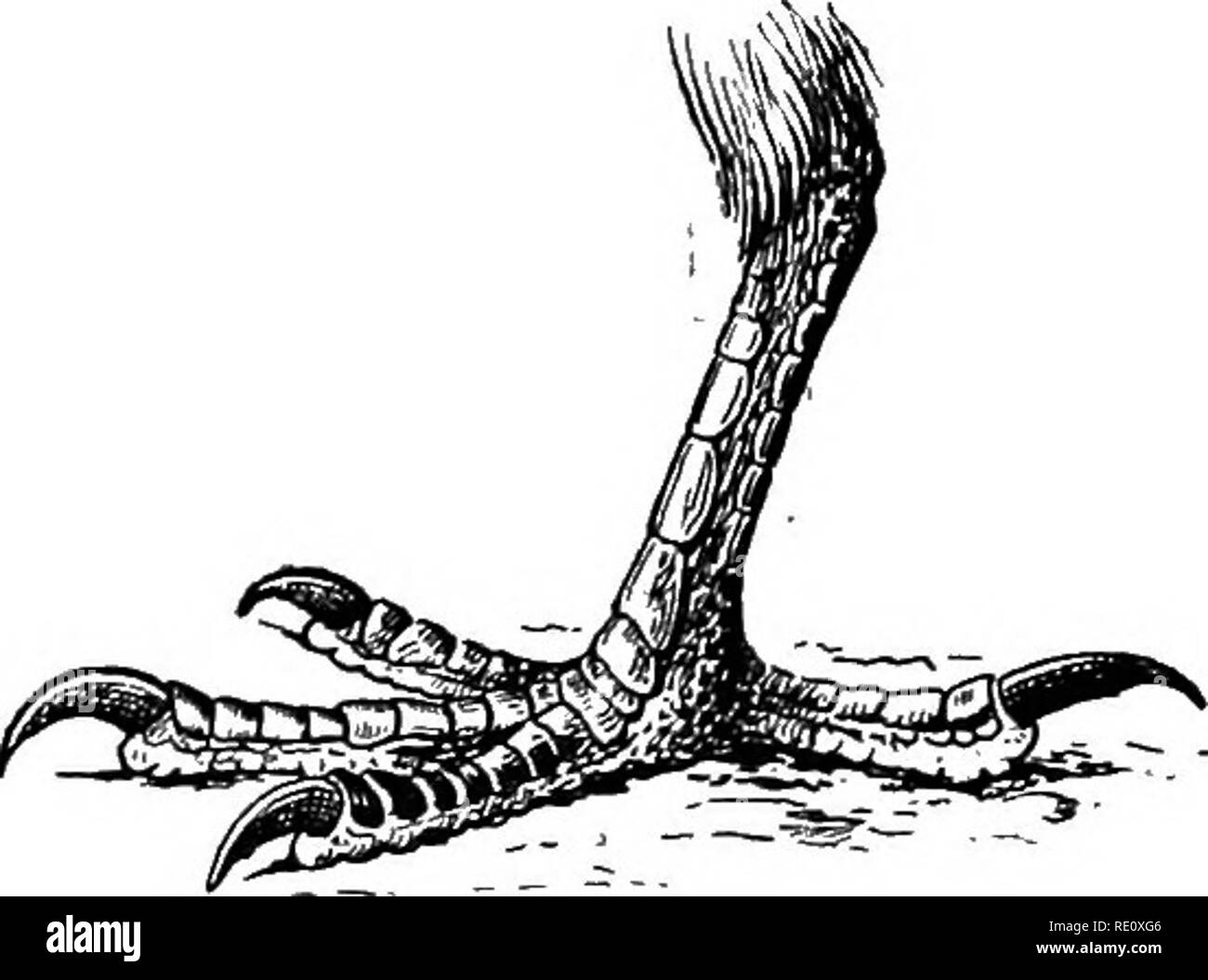 Tarsus of a pig hi-res stock photography and images - Alamy