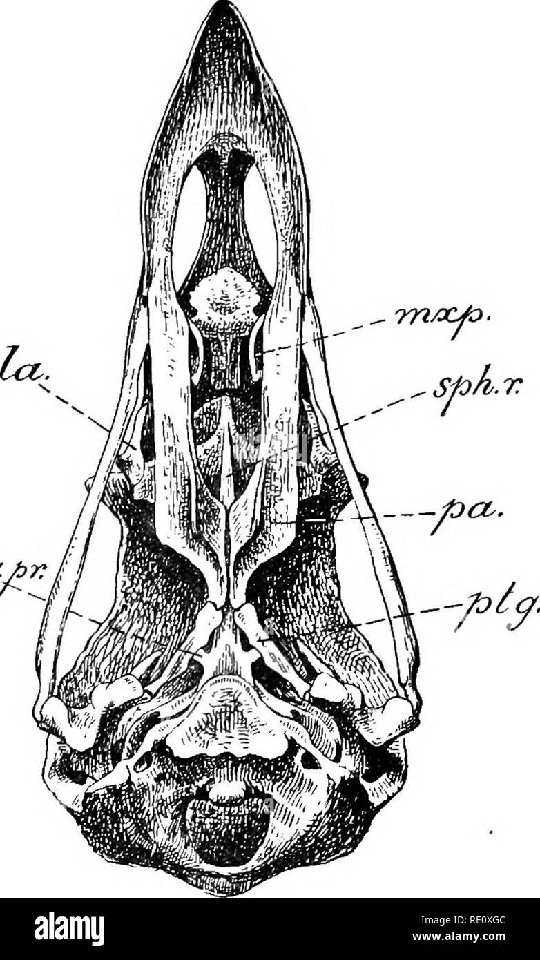 . The birds of South Africa. Birds. b PICAEiai (a) Aegithognathous ...