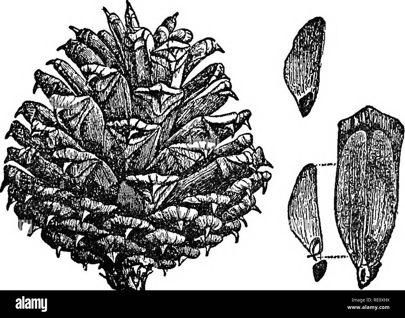 Cone scales of an open pine cone Black and White Stock Photos & Images ...