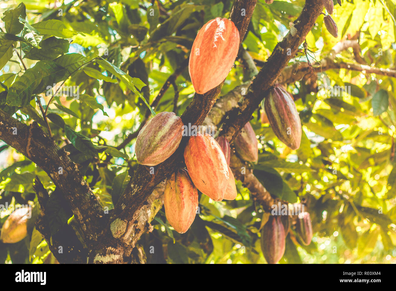Organic fresh cacao on the tree, Cacao pulp chocolate Stock Photo - Alamy