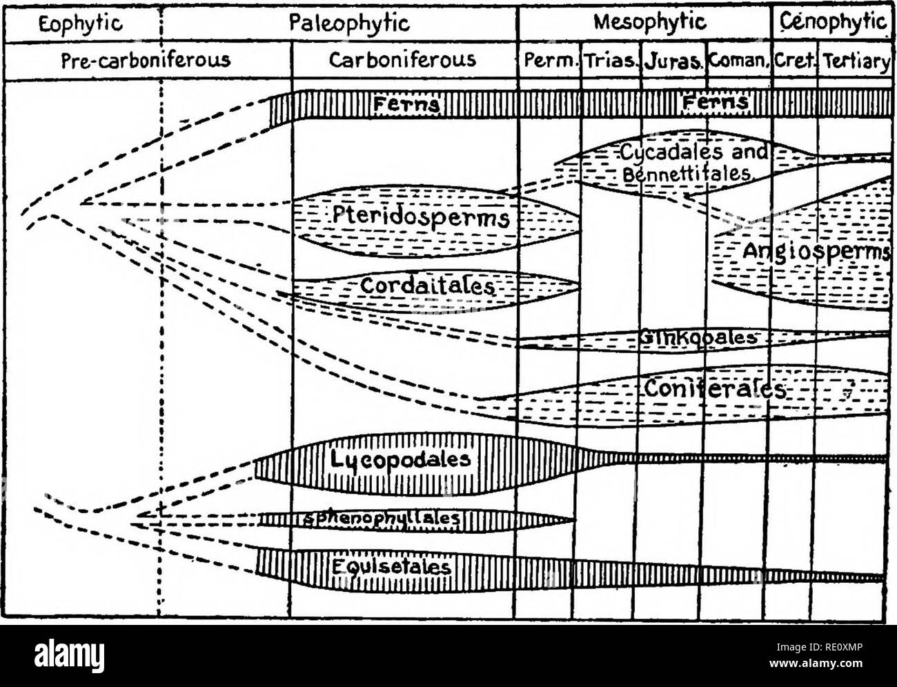 Sphenophyllum hi-res stock photography and images - Alamy