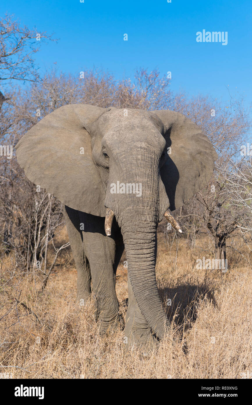 Elephant fangs hi-res stock photography and images - Alamy