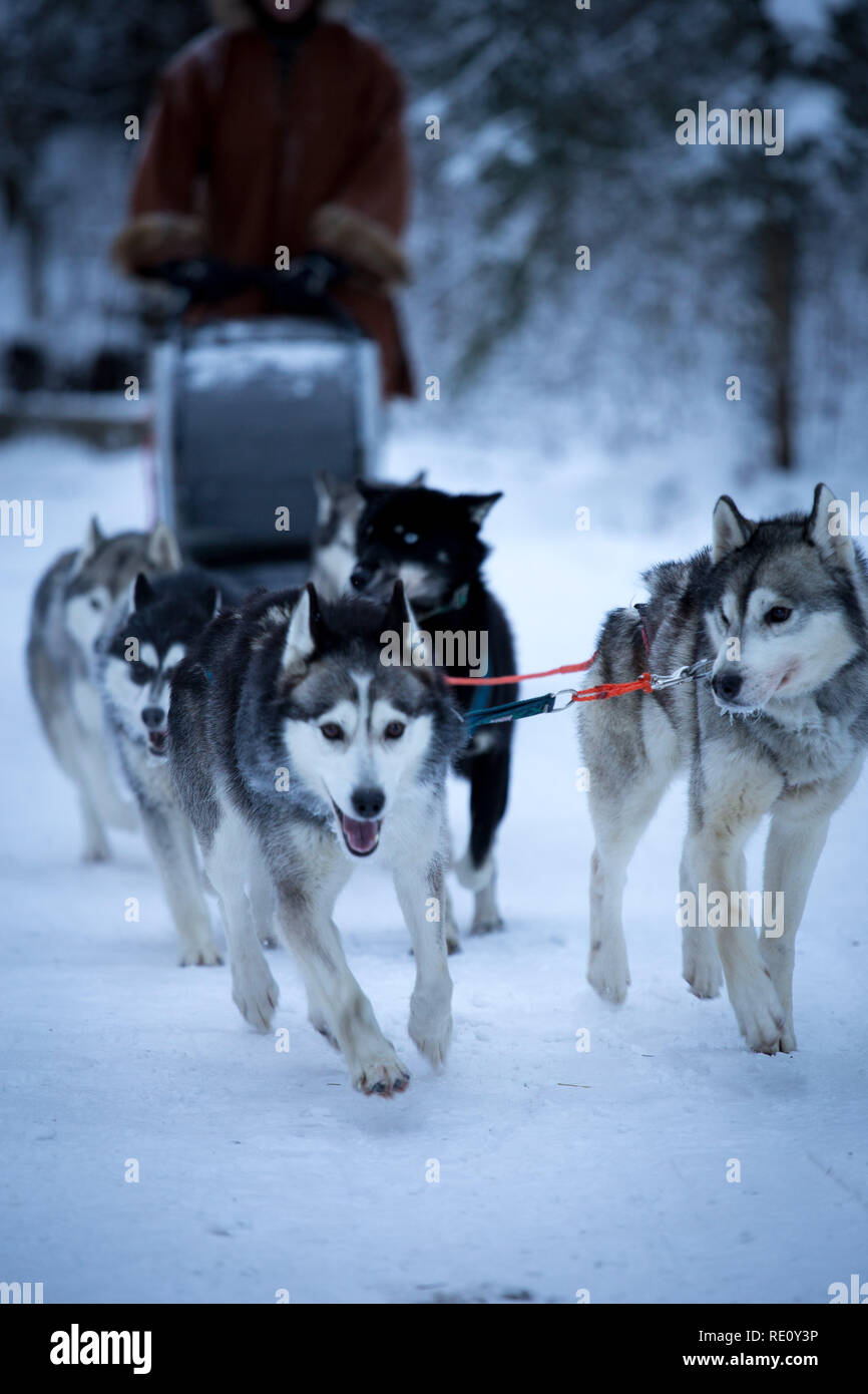 Sled dog race on snow in winter Stock Photo - Alamy