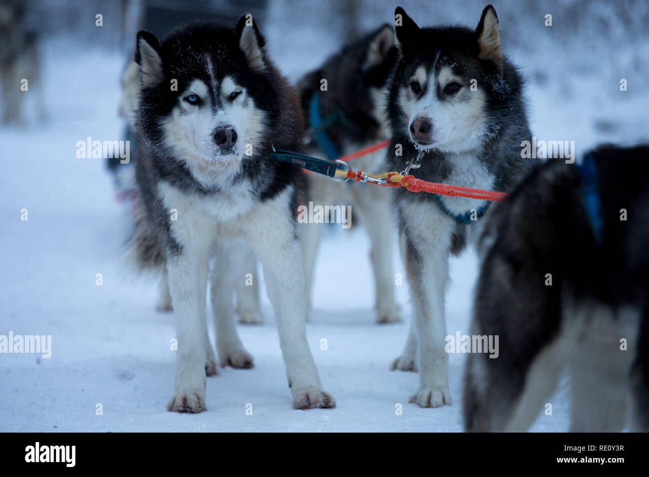Sled dog race woman hi-res stock photography and images - Alamy