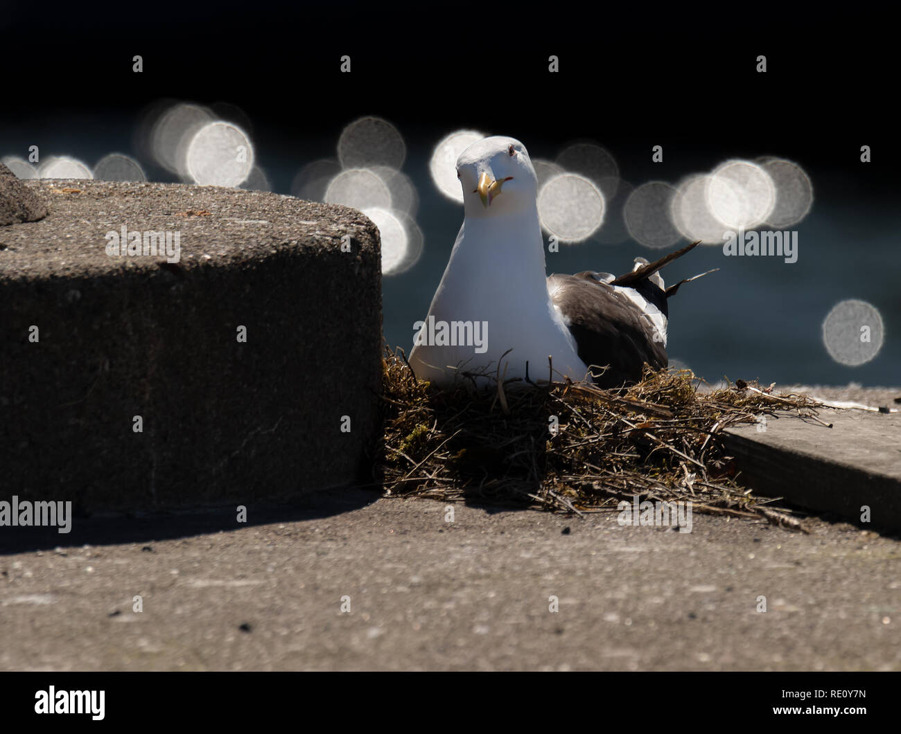 Brooding on eggs hi-res stock photography and images - Alamy