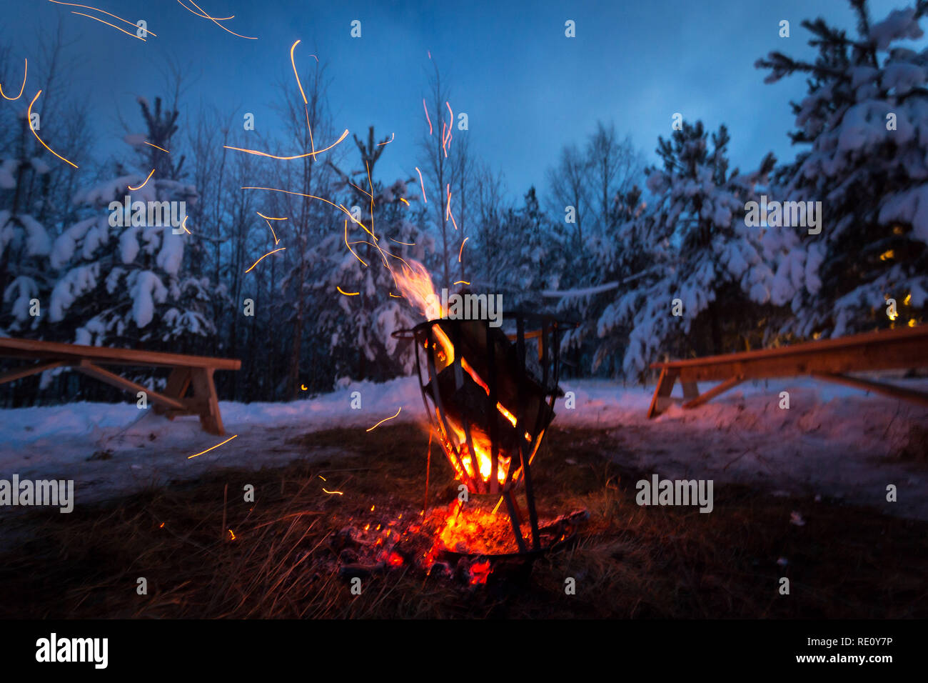 Flame of the forest tree hi-res stock photography and images - Alamy