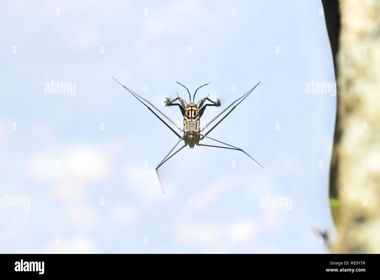 Water strider isolated hi-res stock photography and images - Alamy