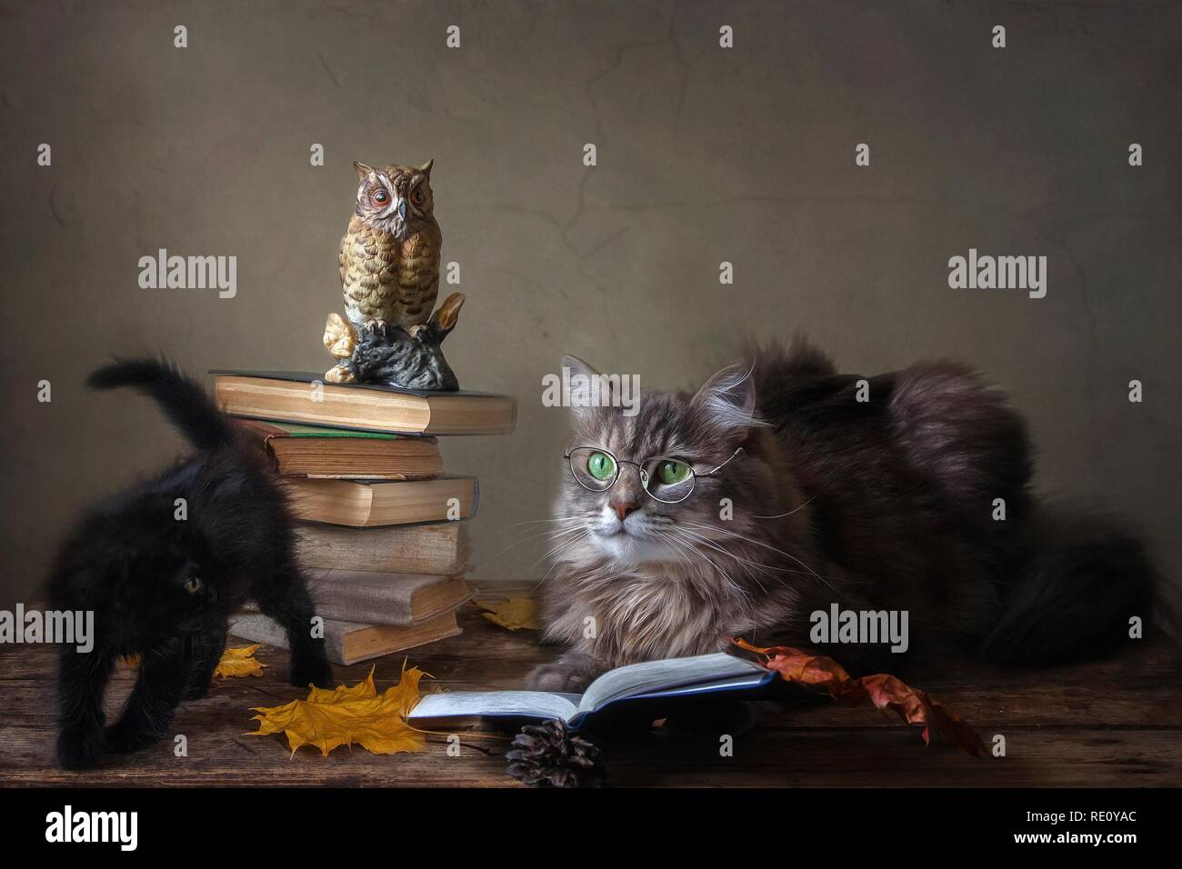 Still life with books and funny kitty Stock Photo - Alamy