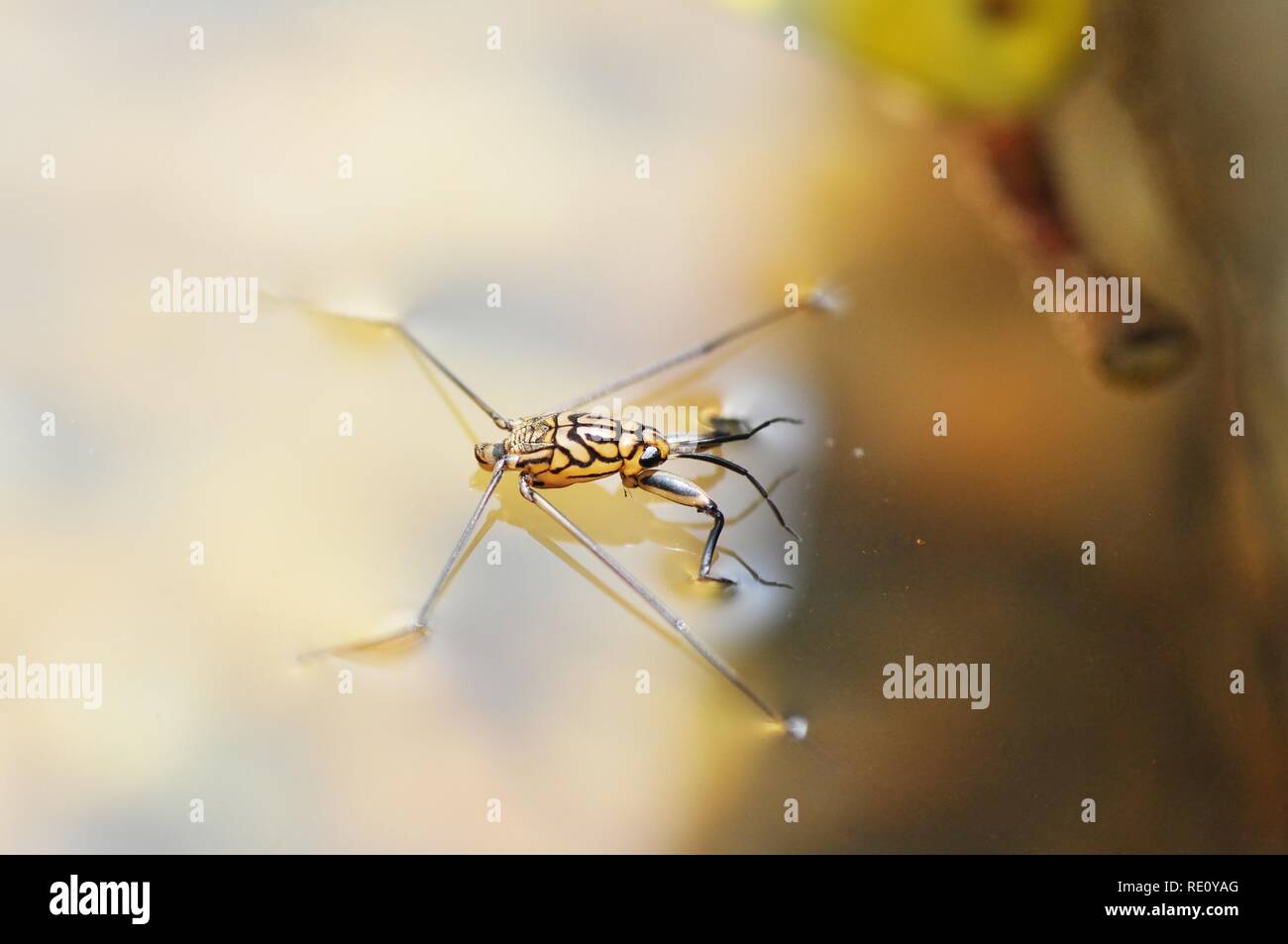 Water strider isolated hi-res stock photography and images - Alamy