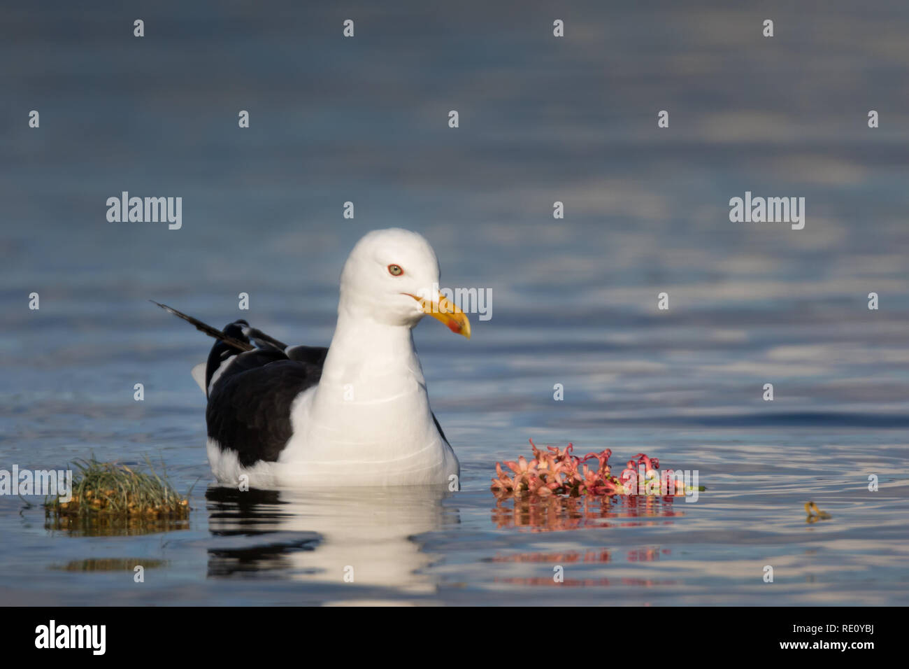 Baltic Wildlife High Resolution Stock Photography and Images - Alamy