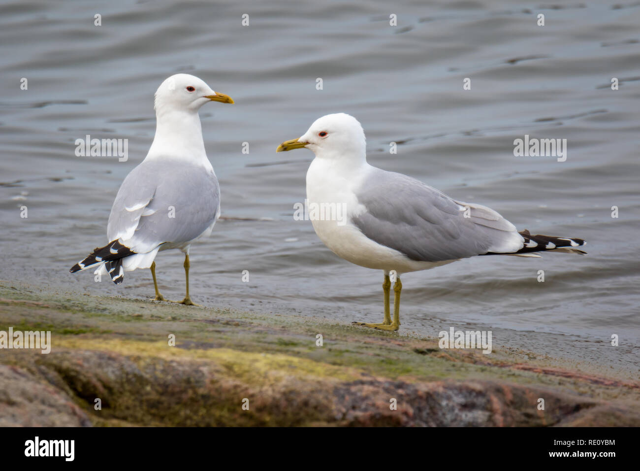 a couple of common gull - seagull standing on a rock Stock Photo - Alamy