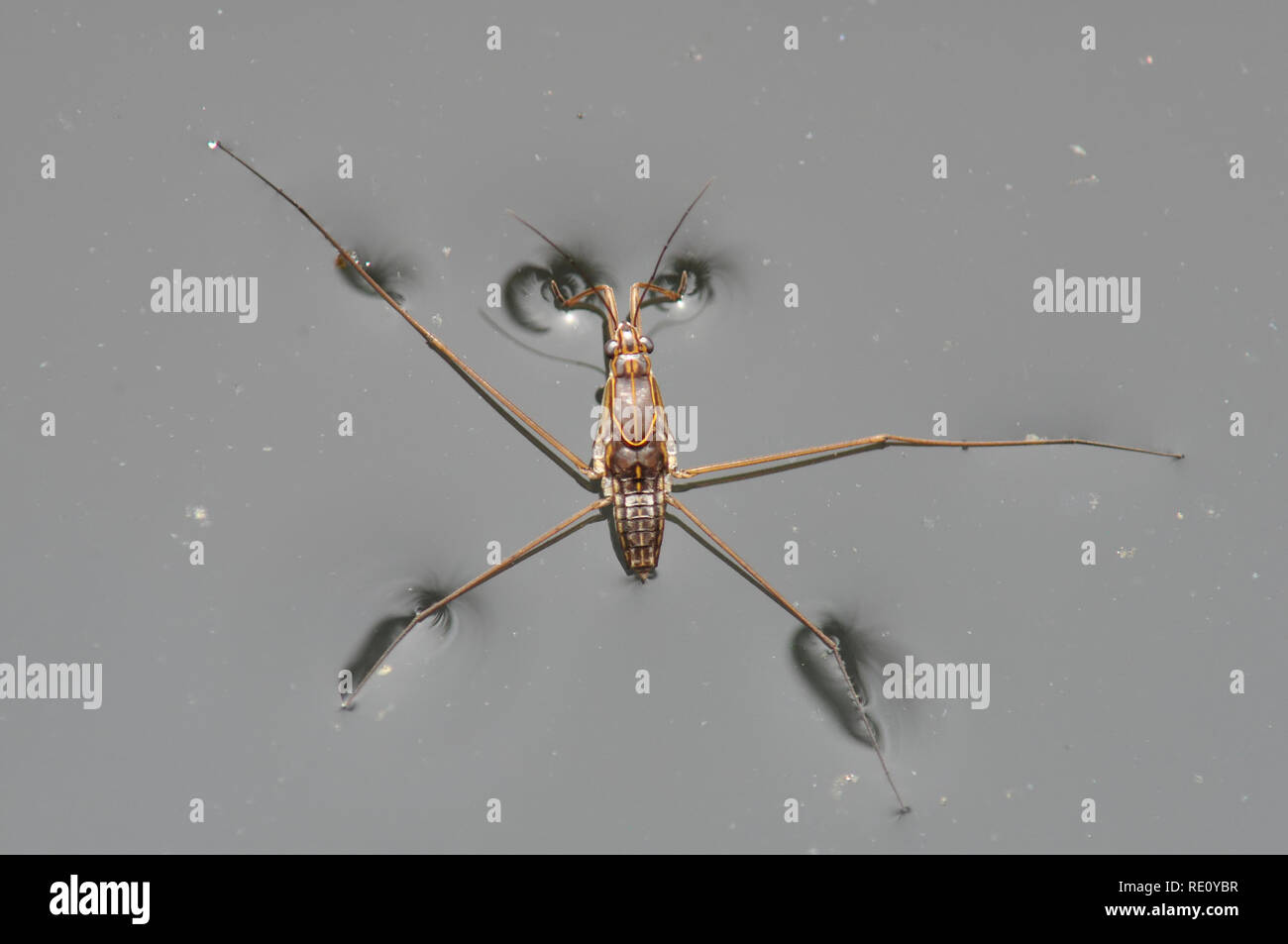 Portrait of a Water Strider Stock Photo - Alamy