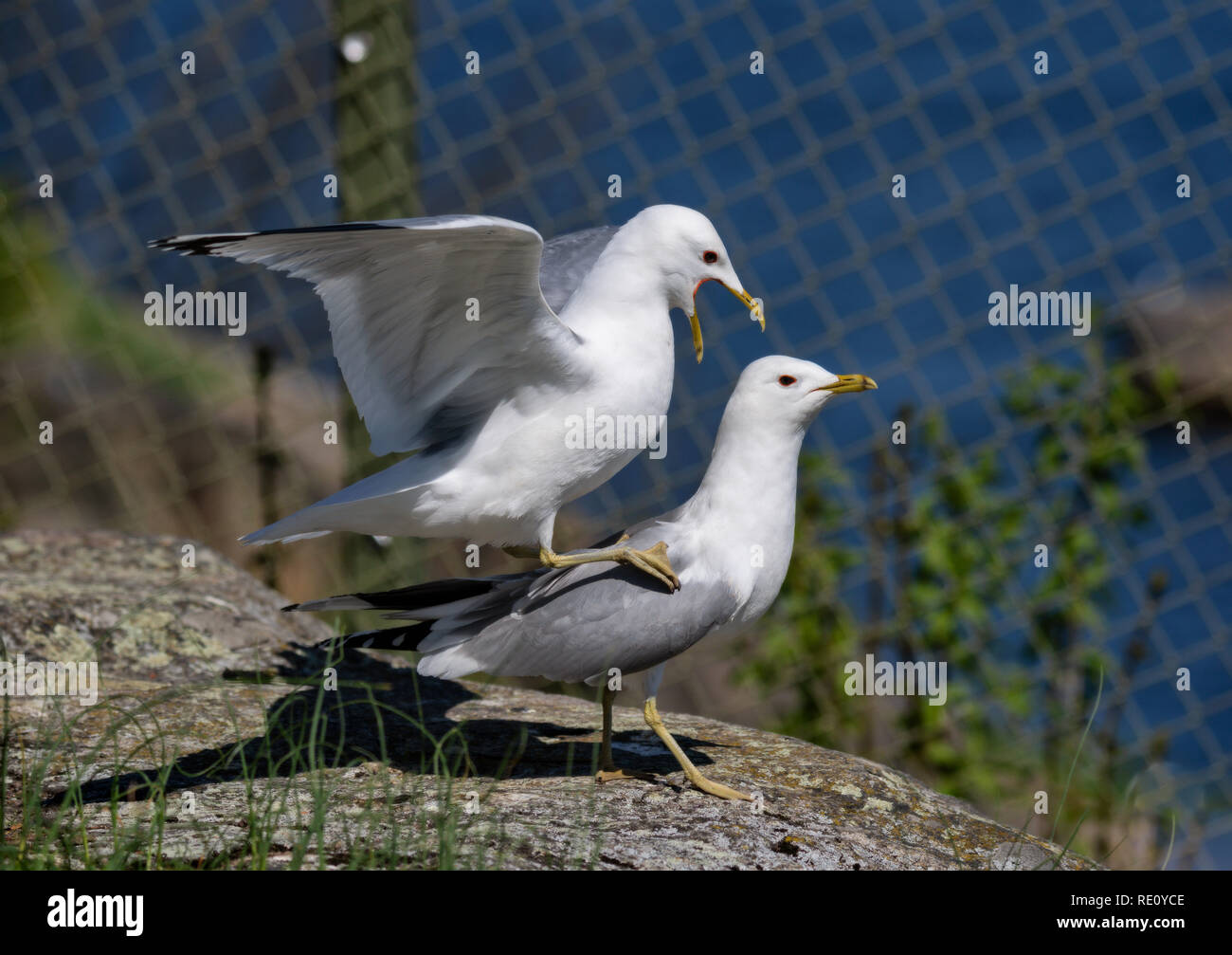 Seagull mating hi-res stock photography and images - Alamy