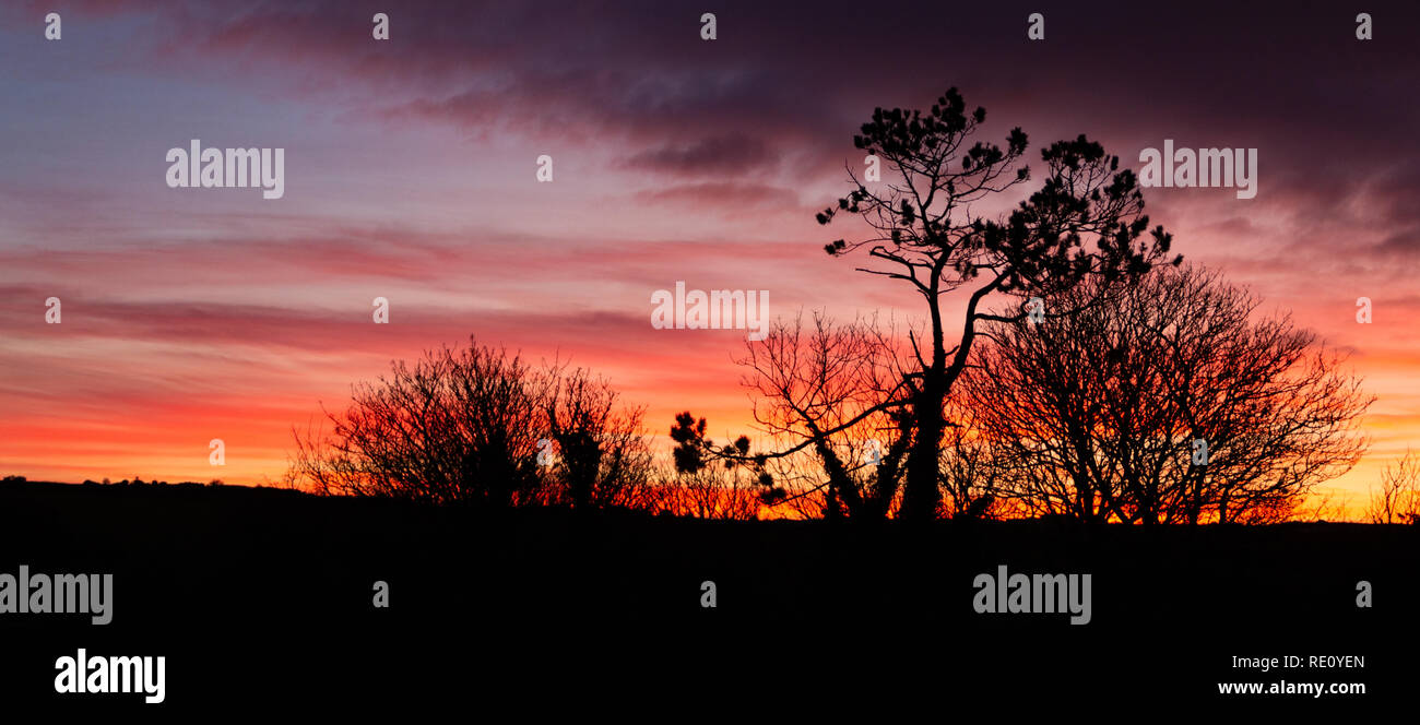 Tree Silhouette at Sunset Stock Photo - Alamy