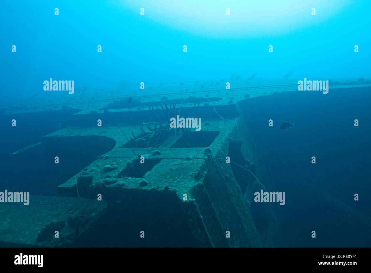 The Hilma Hooker is a chipwreck in the Caribbean sea around Bonaire ...