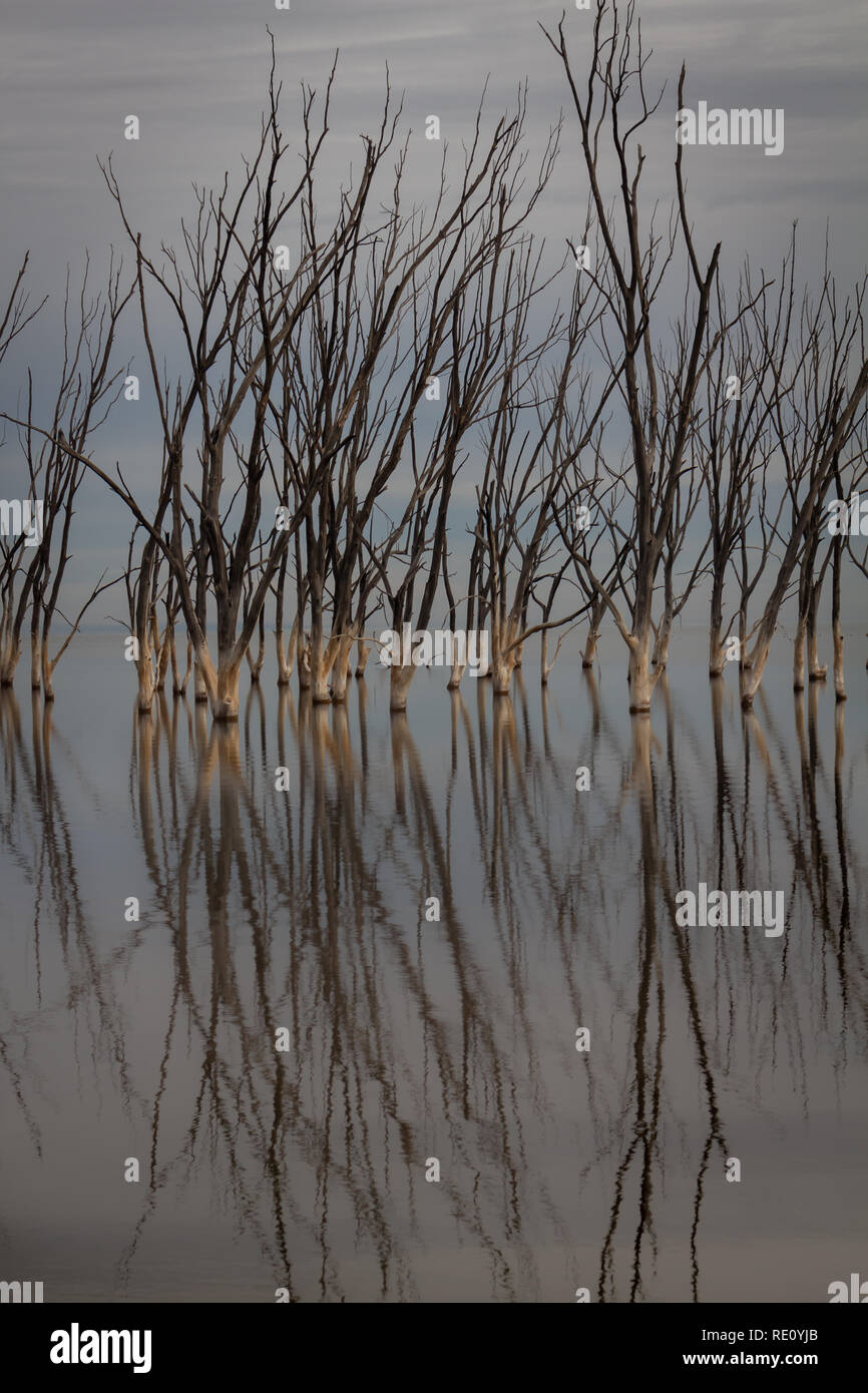 Dead trees in the city of Epecuen. Desolate landscape without people ...