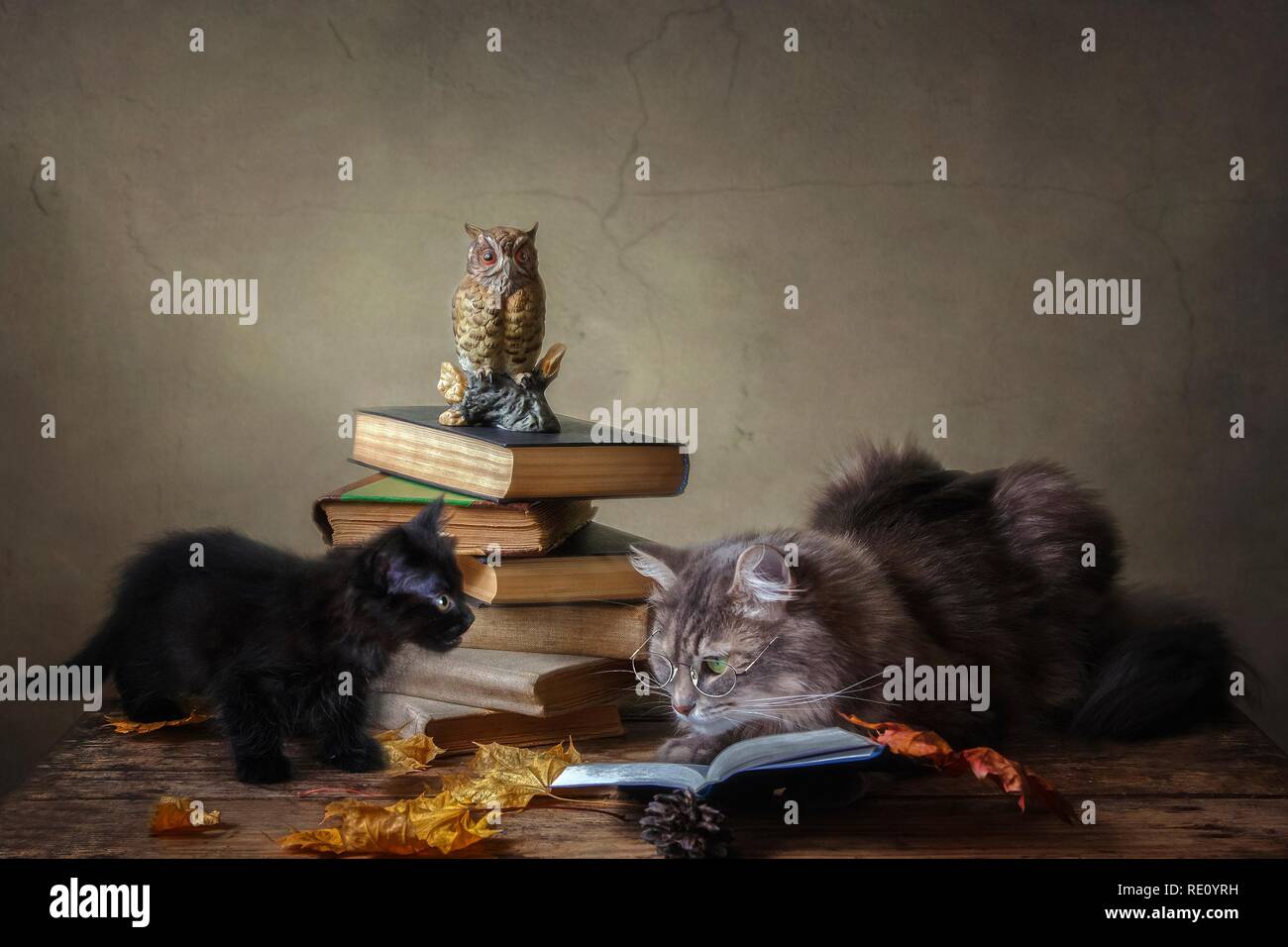 Still life with books and funny kitty Stock Photo - Alamy