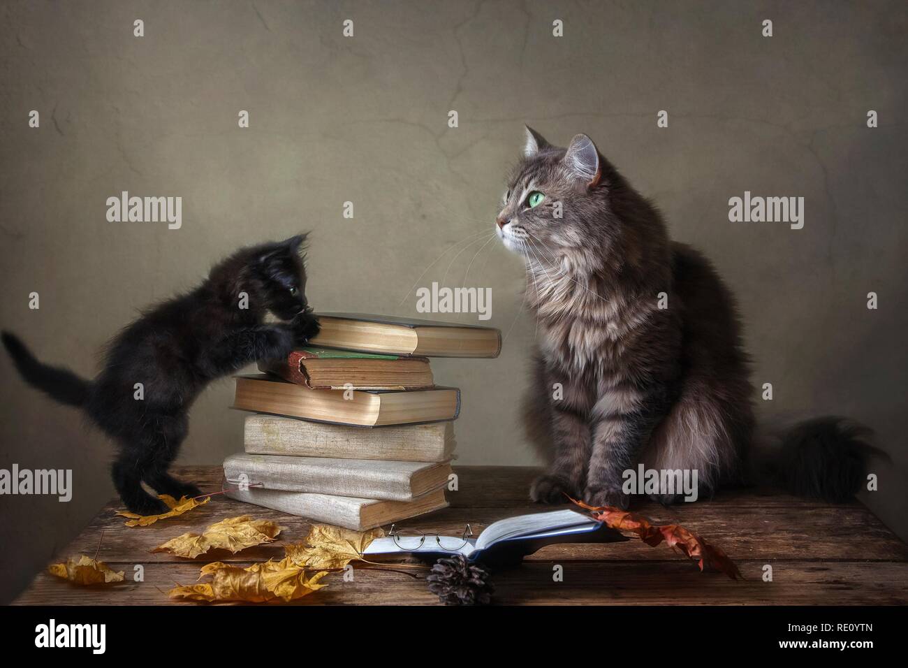 Still life with books and funny kitty Stock Photo - Alamy
