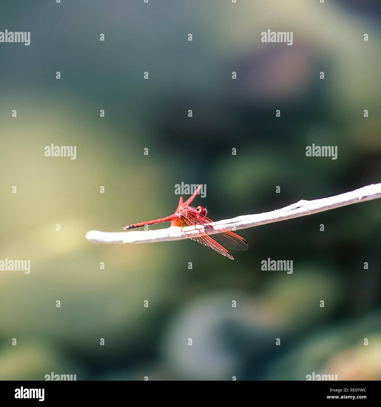 Swimming pool insect hi-res stock photography and images - Alamy