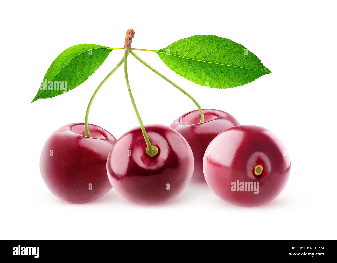 Isolated cherries. Four cherry fruits on a branch with leaves isolated ...